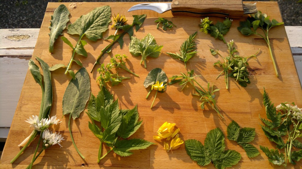 Galloway Wild Foods – Foraging in Scotland's bountiful Southwest