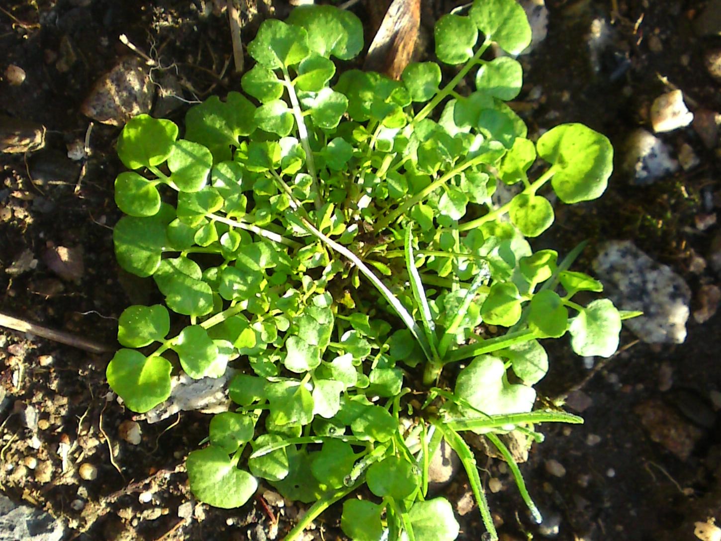 Hairy Bittercress – Identification, Edibility and Distribution ...
