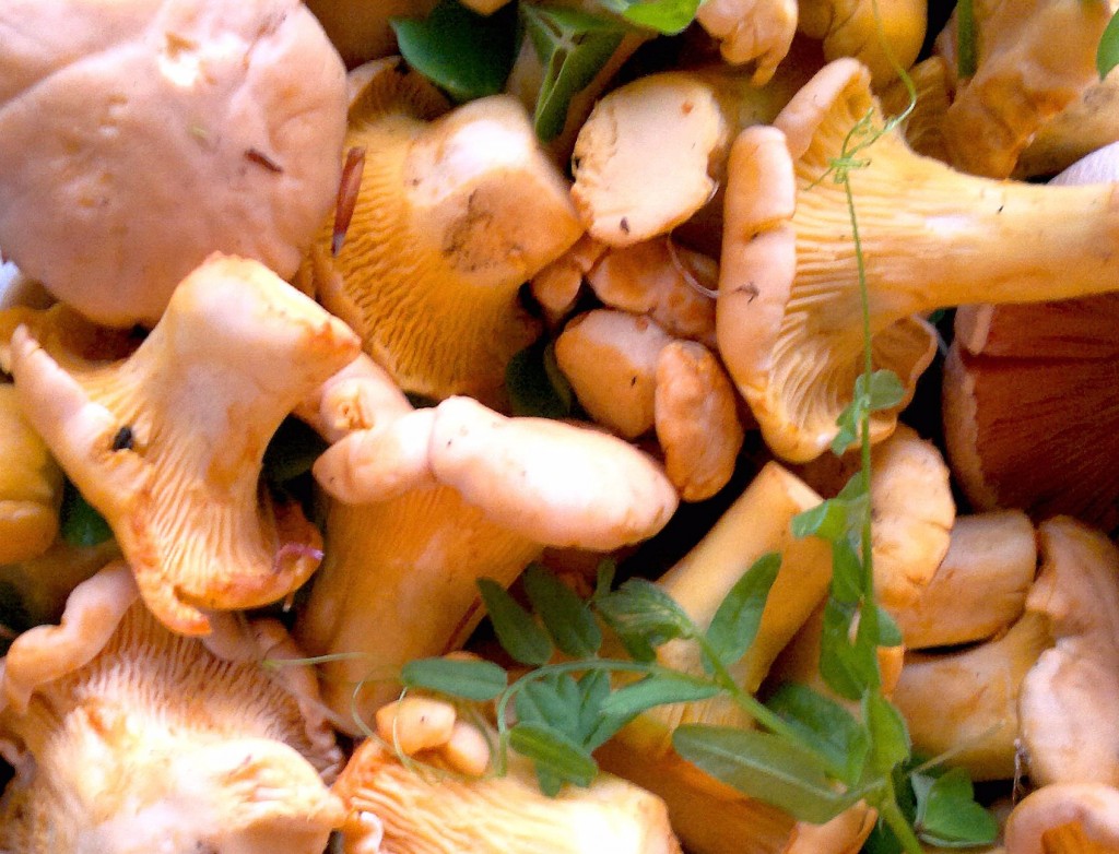 Edible Wild Fungi – Page 8 – Galloway Wild Foods
