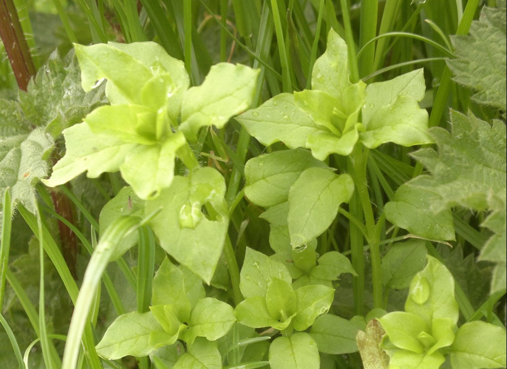 Edible Invasive Species – Galloway Wild Foods