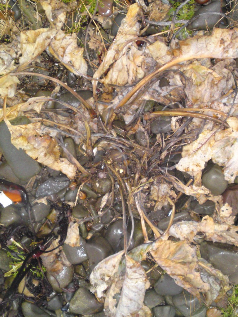 Sea Kale – identification, edibility, distribution, ecology ...