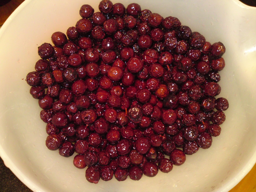 sloes, fleet valley,foraging,wild food,identification – Galloway Wild Foods