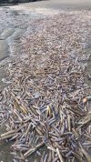 Razor Clams/Spoot Clams – Edibility, Identification, Distribution ...
