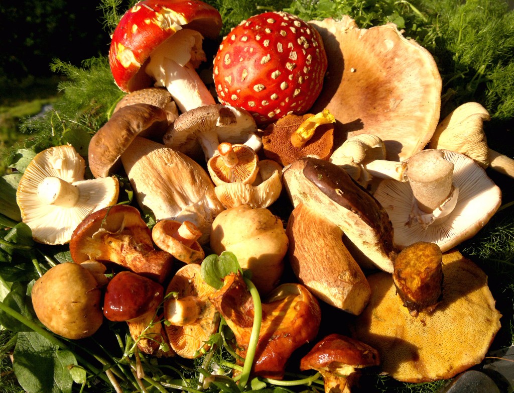 Fungi Foraging Walk, Keswick, Lake District – Galloway Wild Foods