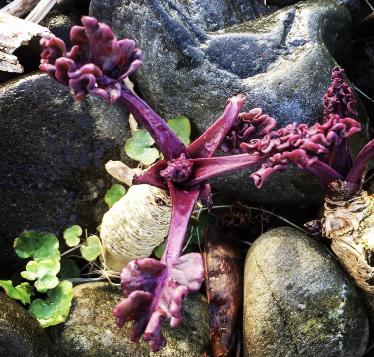 Sea Kale – identification, edibility, distribution, ecology ...