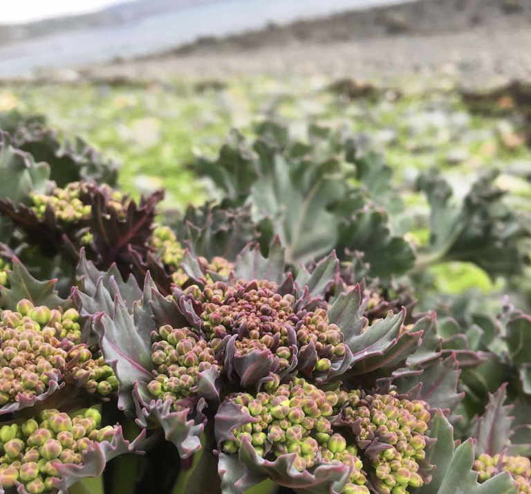 Sea Kale – identification, edibility, distribution, ecology ...