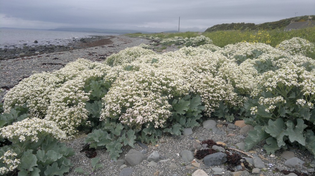 Sea Kale – identification, edibility, distribution, ecology ...