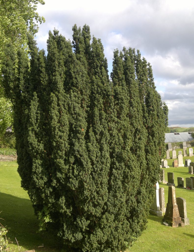 Forager’s Guide to Conifers – Galloway Wild Foods