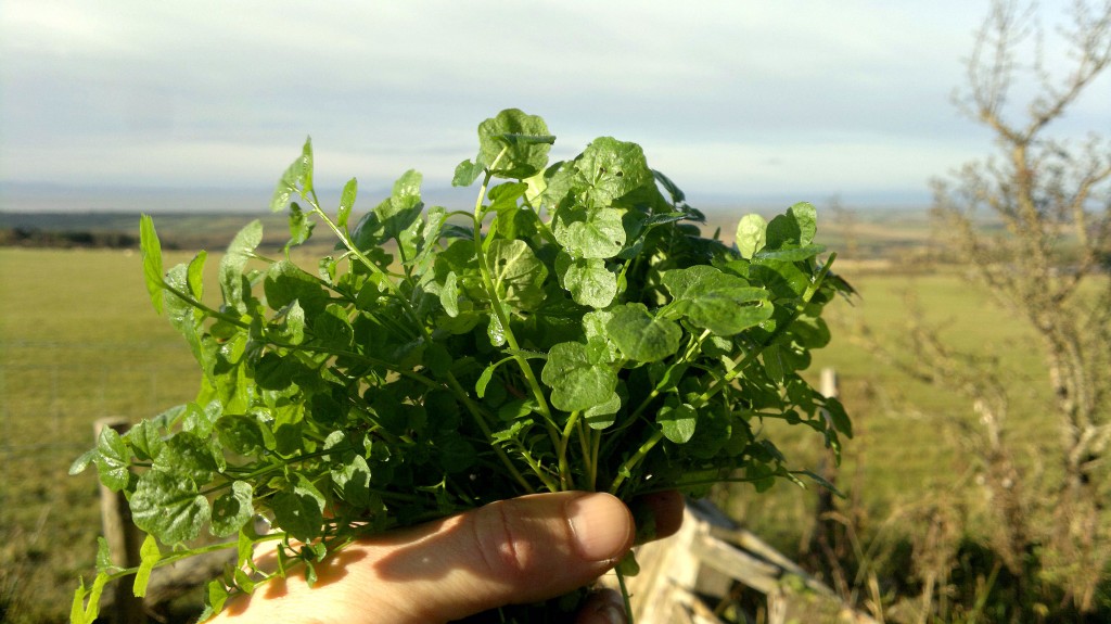 Hairy Bittercress – Identification, Edibility and Distribution ...
