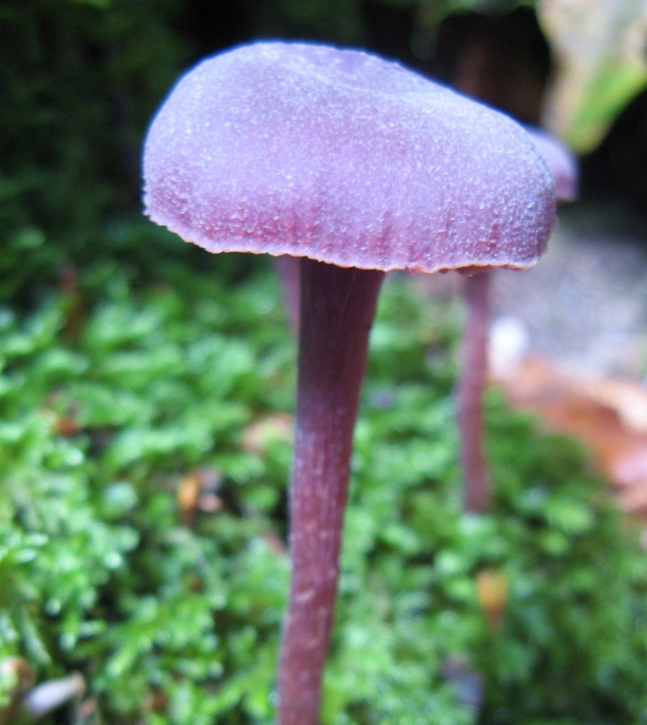 Amethyst deceiver – identification, edibility, distribution – Galloway ...