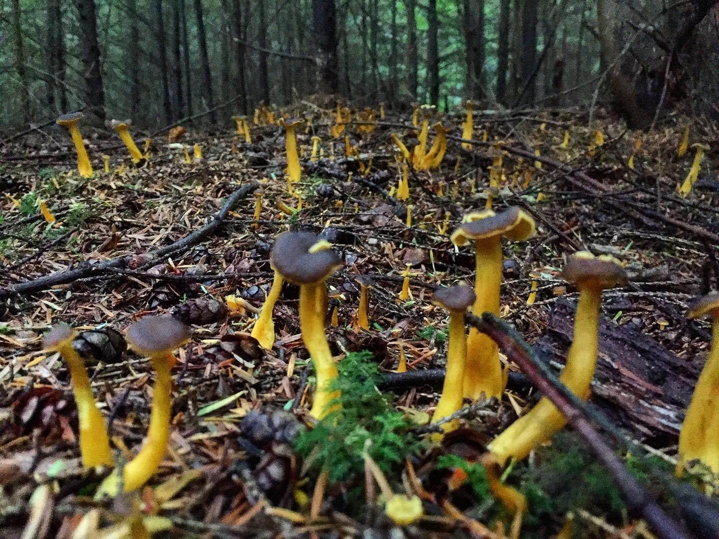 Winter Chanterelle – Edibility, Identification, Similar species ...