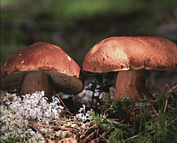 Cep – Identification, distribution, edibility, ecology, sustainable ...