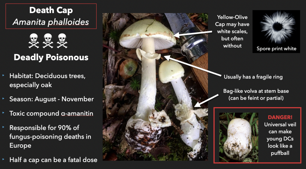 Poisonous fungi – Death Cap and Destroying Angel v False Deathcap ...