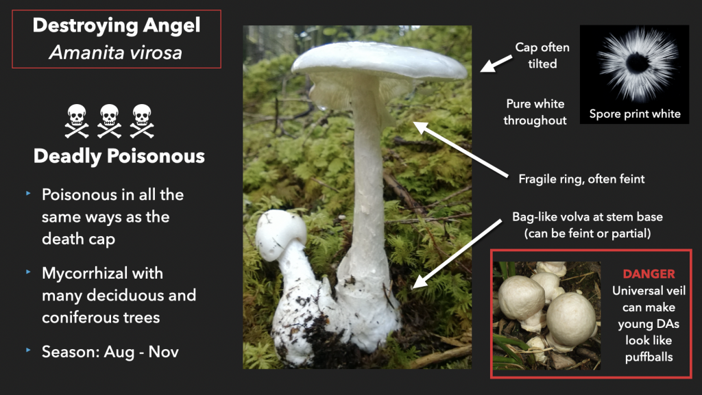 Poisonous fungi – Death Cap and Destroying Angel v False Deathcap ...