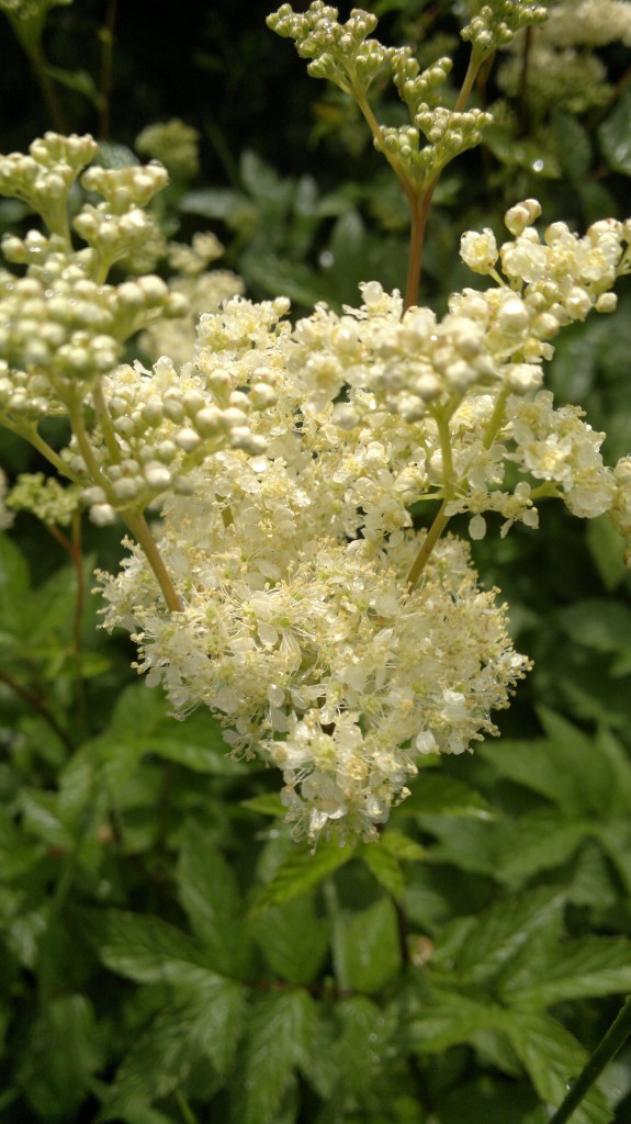 meadowsweet flower – Galloway Wild Foods