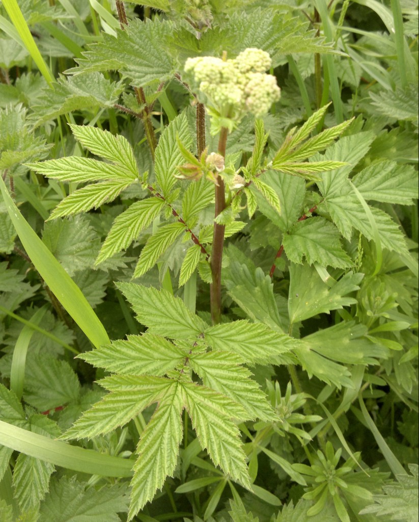 Meadowsweet – Identification, distribution, edibility, ecology ...