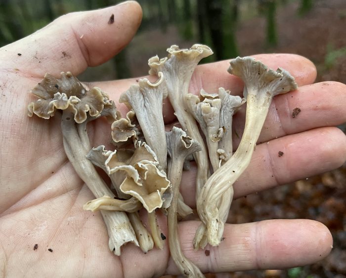 Winter Chanterelle – Edibility, Identification, Similar species ...