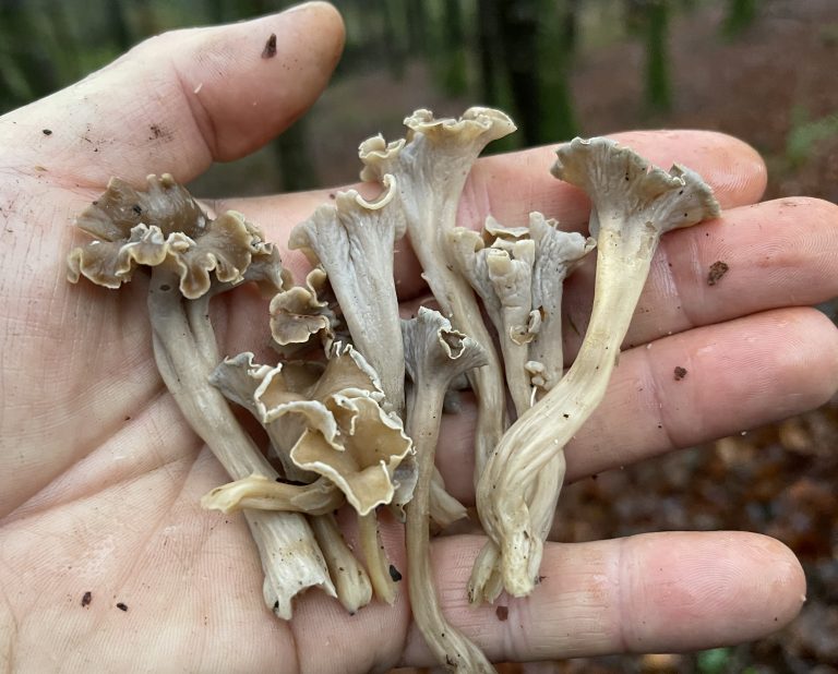 Winter Chanterelle – Edibility, Identification, Similar species ...