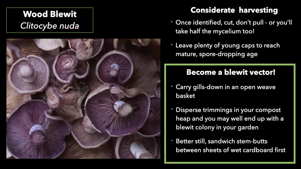 Wood blewits – Identification, Distribution, Edibility, Ecology ...