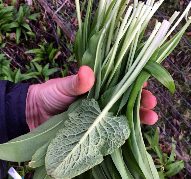 Wild Garlic/Ramsons – Edibility, Identification, Distribution, Ecology ...