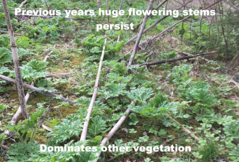 Common Hogweed – Identification, Edibility, Distribution – Galloway ...