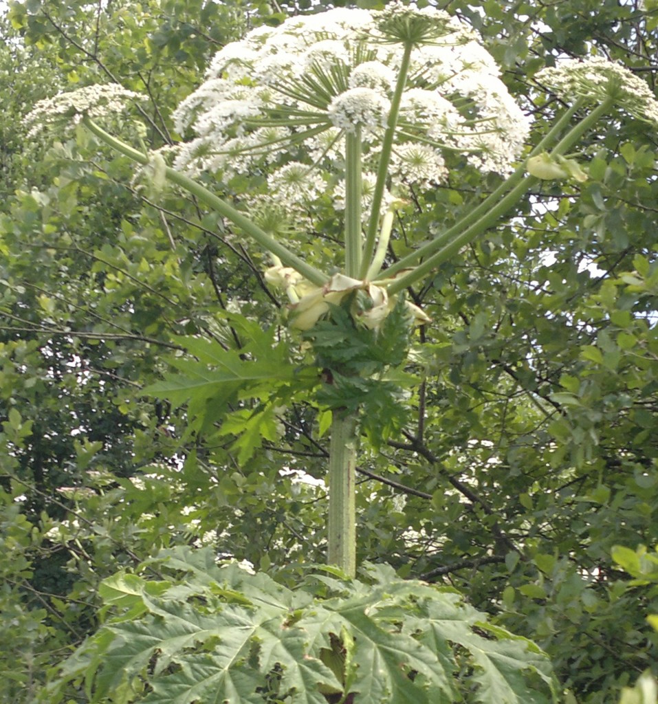Common Hogweed Identification Edibility Distribution Galloway