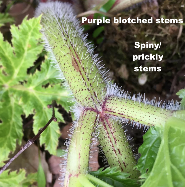 Common Hogweed – Identification, Edibility, Distribution – Galloway ...
