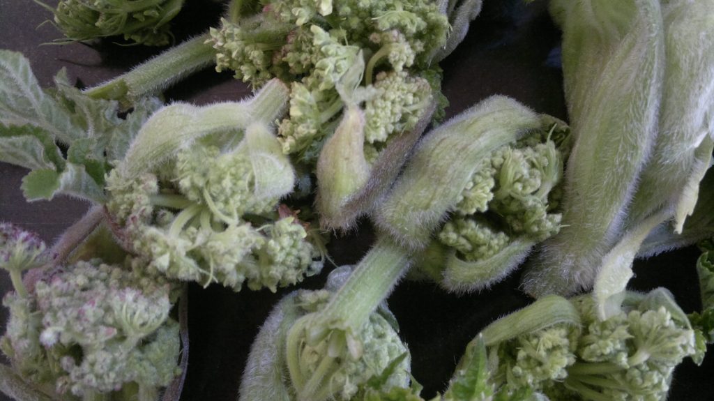 Common Hogweed – Identification, Edibility, Distribution – Galloway ...