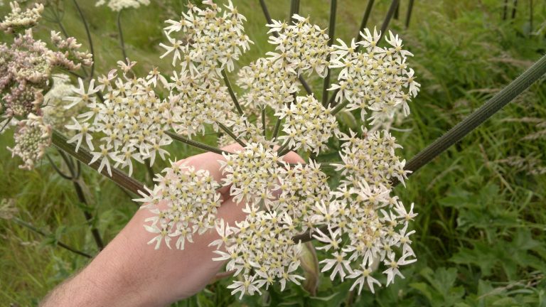 Common Hogweed – Identification, Edibility, Distribution – Galloway ...