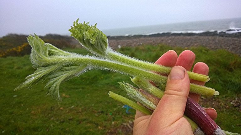Common Hogweed – Identification, Edibility, Distribution – Galloway ...