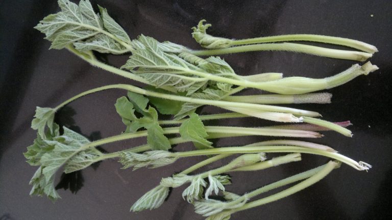 Common Hogweed – Identification, Edibility, Distribution – Galloway ...