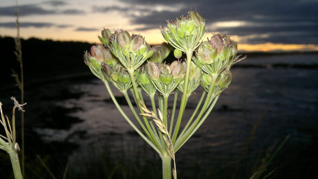 Common Hogweed – Identification, Edibility, Distribution – Galloway ...
