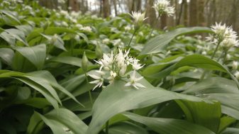 Wild Garlic/Ramsons – Edibility, Identification, Distribution, Ecology ...
