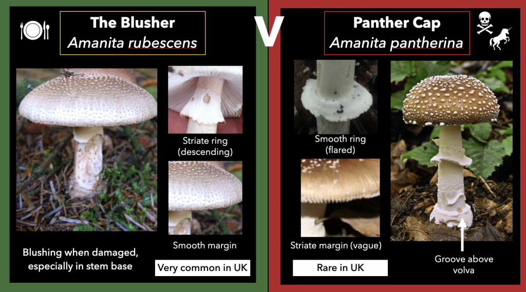 The Blusher Edibility Identification Distribution Galloway Wild Foods