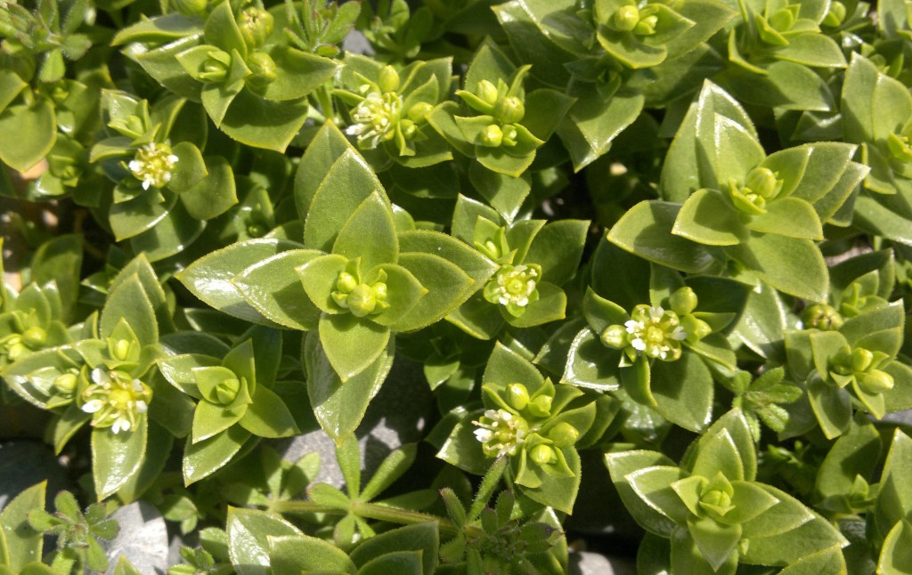 Spring – Galloway Wild Foods