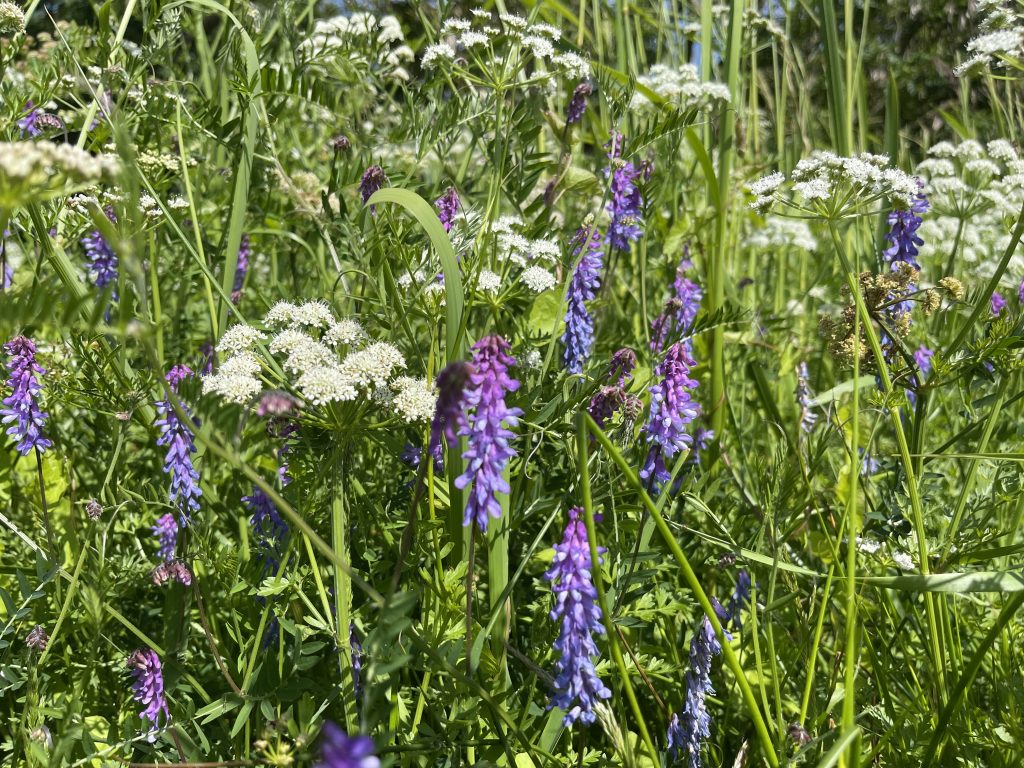 Bush and Tufted Vetch – Identification, Edibility, Distribution ...