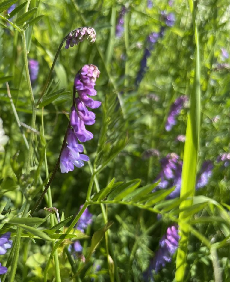 Bush and Tufted Vetch – Identification, Edibility, Distribution ...