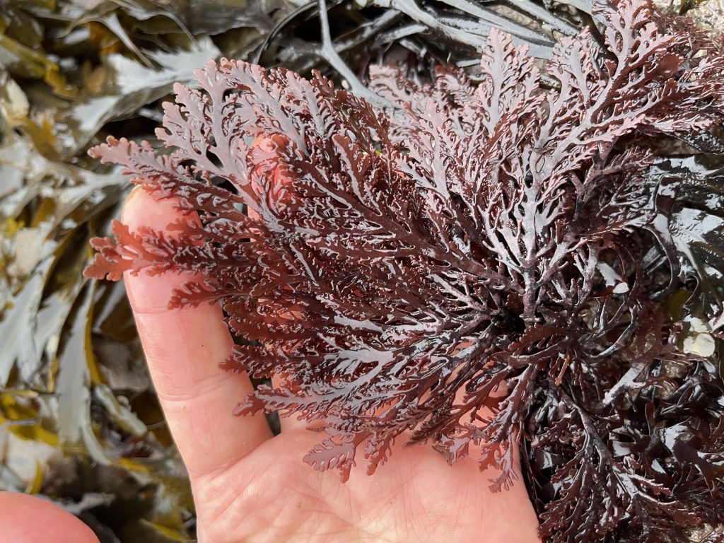 Pepper Dulse – Edibility, Identification, Distribution – Galloway Wild ...