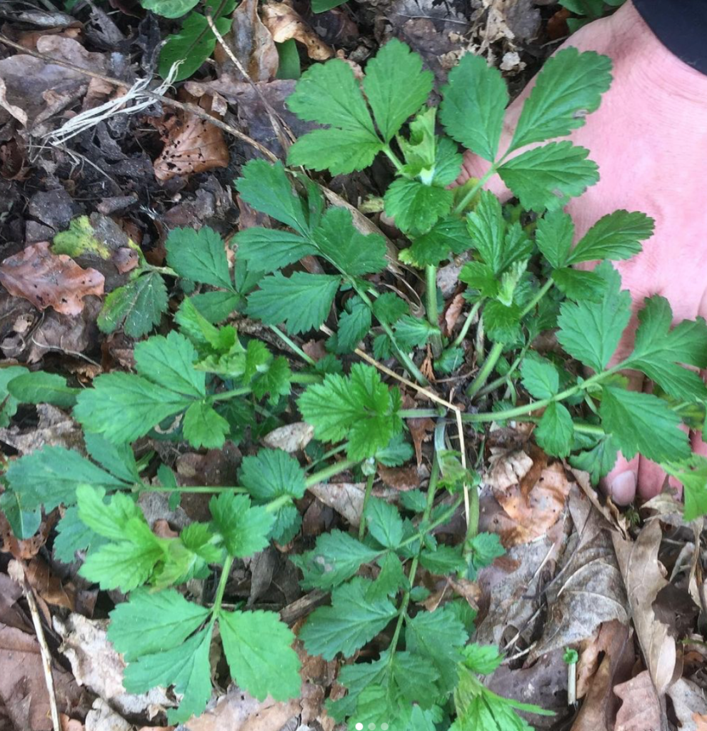 Wood Avens – Edibility, Identification, Distribution, Ecology, Recipes ...