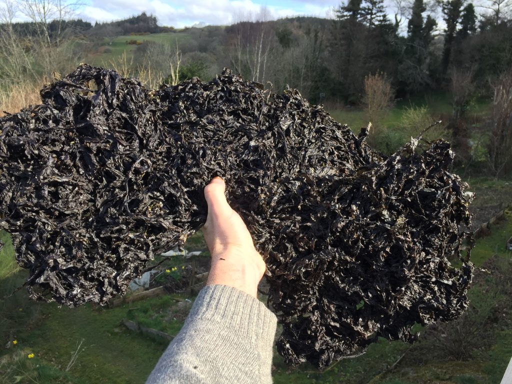 Dehydrated laver seaweed – Galloway Wild Foods