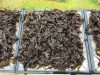 Sun drying laver – Galloway Wild Foods