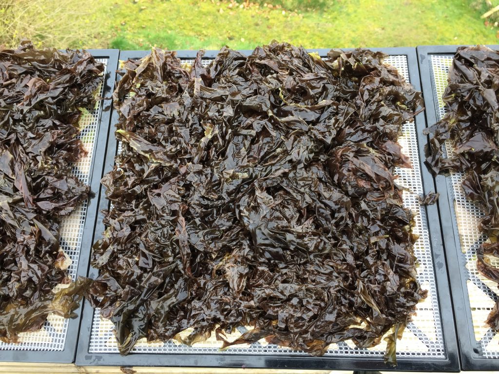 Sun drying laver – Galloway Wild Foods
