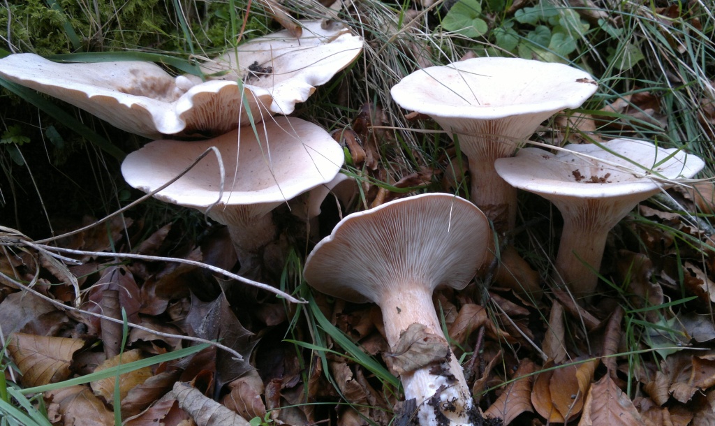 Edible Wild Fungi – Page 2 – Galloway Wild Foods