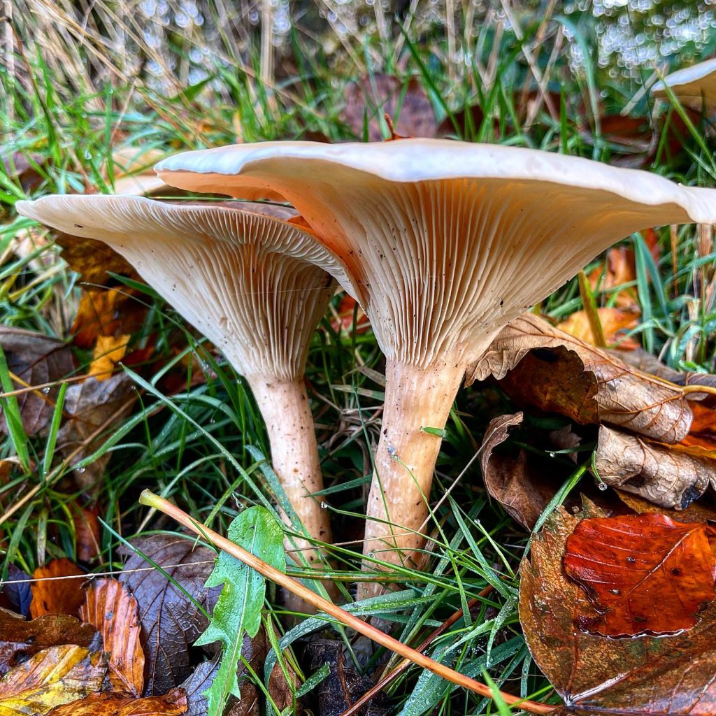 Trooping Funnel – Identification, Edibility, Cooking, Sustainable ...