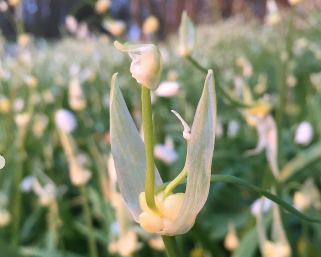 Few-Flowered Leek – Identification, Distribution, Edibility, Recipes ...