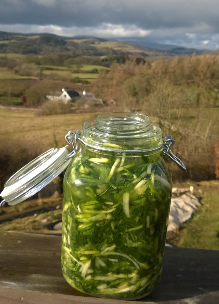 Fermented wild garlic – Galloway Wild Foods
