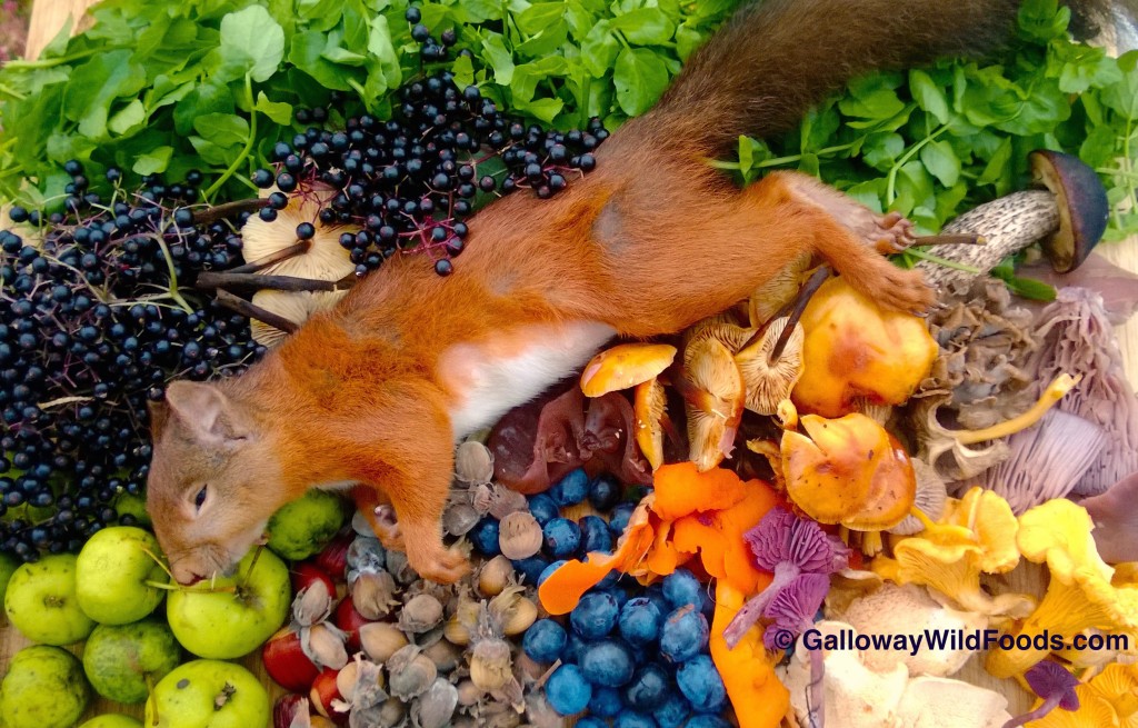 WILD FOOD RECIPES – Galloway Wild Foods