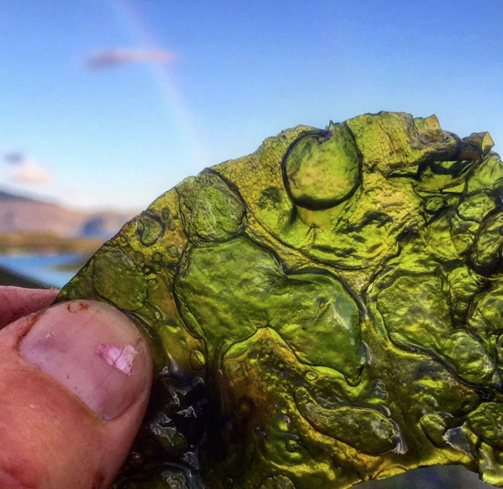 Sugar kelp – Identification, Edibility, Distribution – Galloway Wild Foods