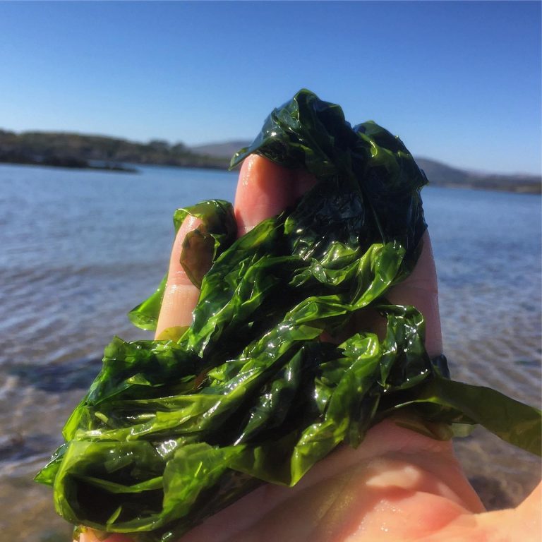 Sea Lettuce – Edibility, Identification, Distribution – Galloway Wild Foods