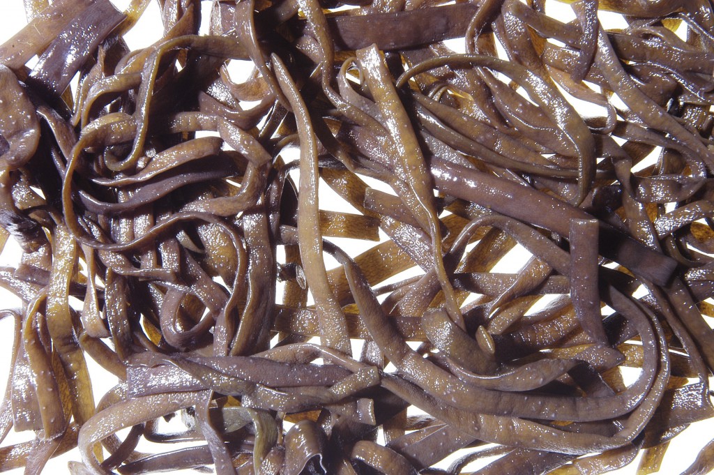 Sea spaghetti – Identification, Edibility, Distribution – Galloway Wild ...